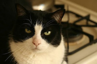 Mark Twain’s Cat – La Vista Church of Christ