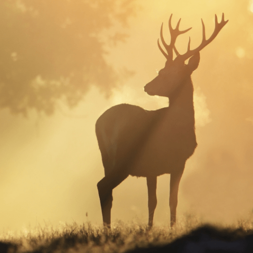 What are the definitions of “foolish talk” and “coarse jesting?” – La ...