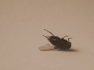 Dead Flies – La Vista Church of Christ